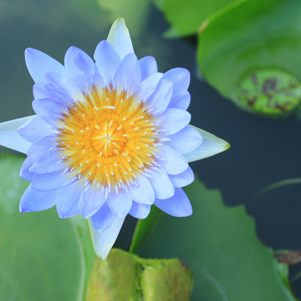 Blue Lotus Absolute | Australian Oils Of Nature