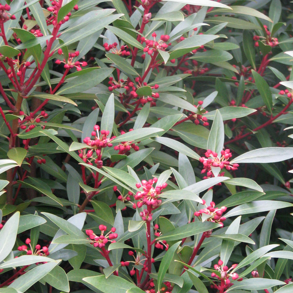 Native Pepper Extract | Australian Oils Of Nature